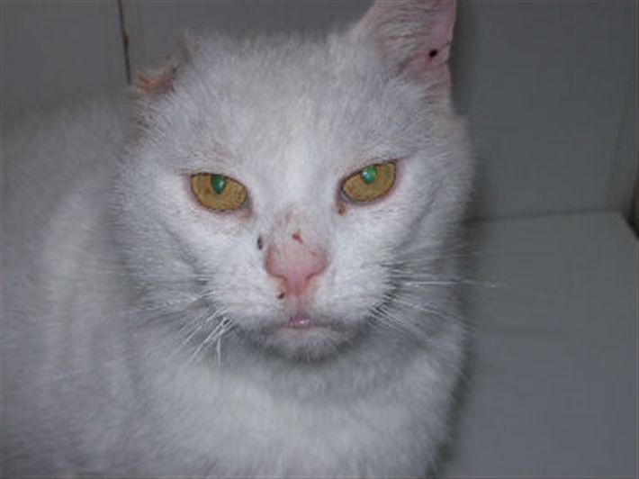 SQUAMOUS CELL CARCINOMA