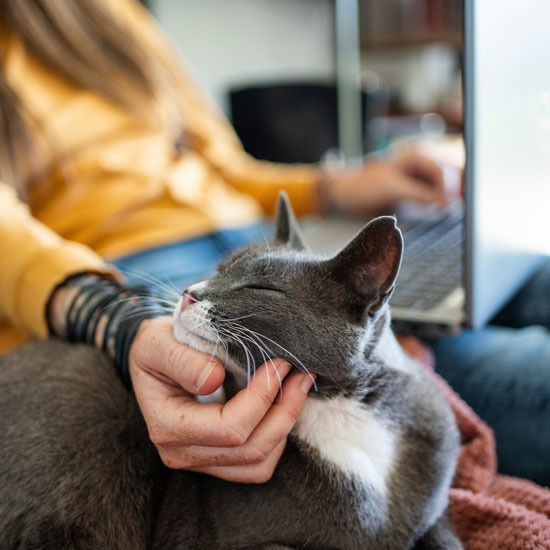 Sign up for emails from Cats Protection | Cats Protection
