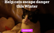 Cats Protection | UK’s Largest Cat Welfare Charity