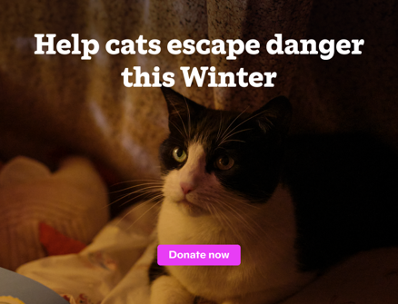 Cats Protection | UK’s Largest Cat Welfare Charity