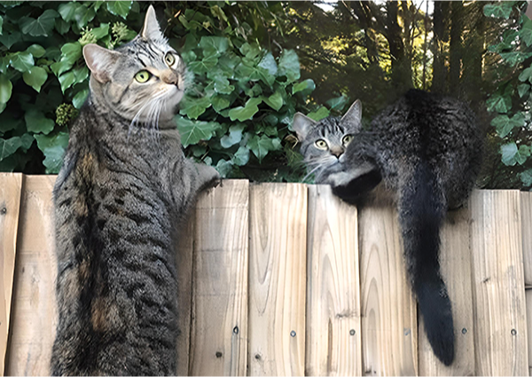 Donate to help cats find their perfect match