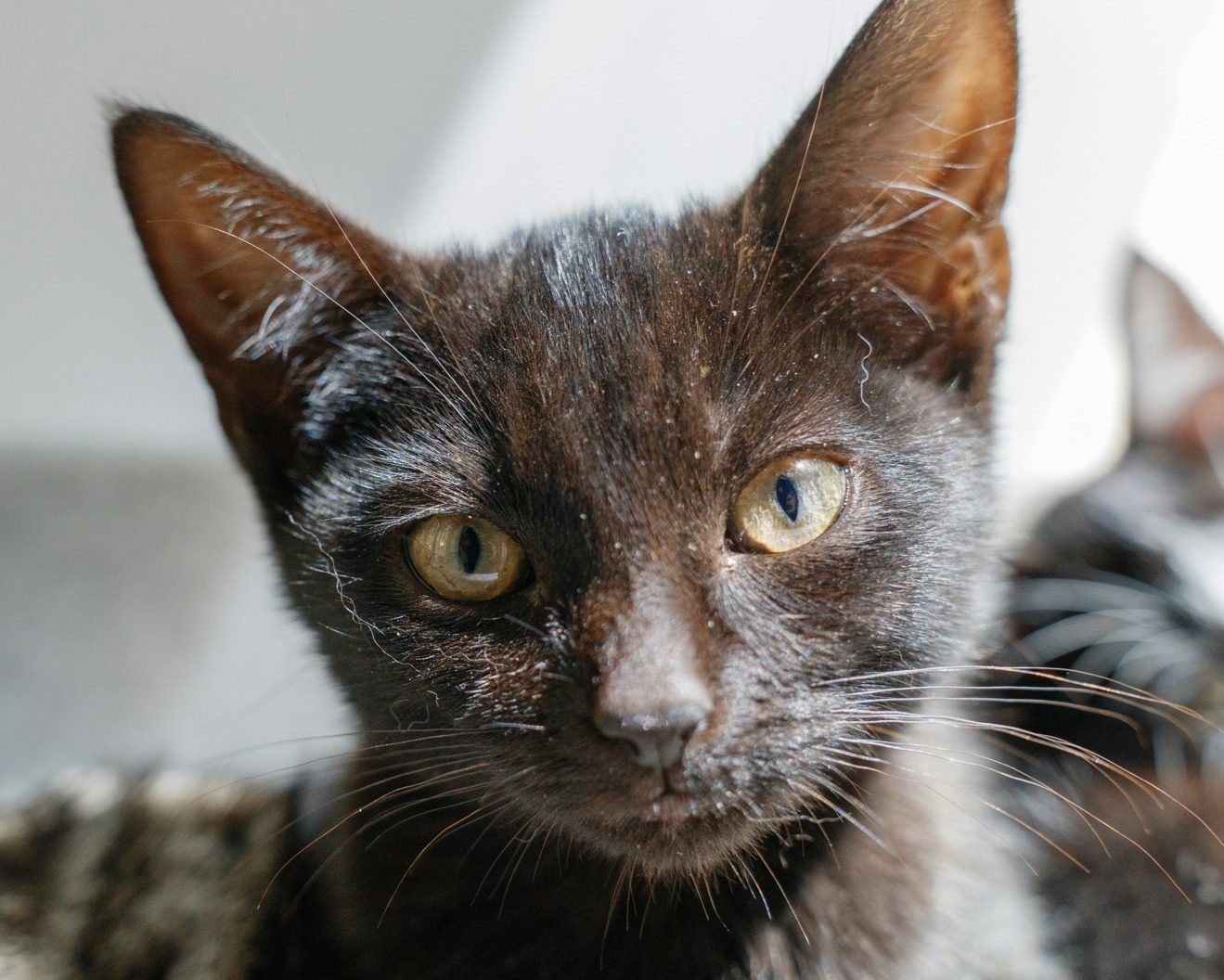 Cats Protection Coventry