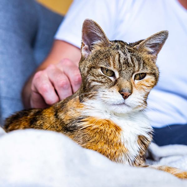 National Cat Awards | Events | Cats Protection