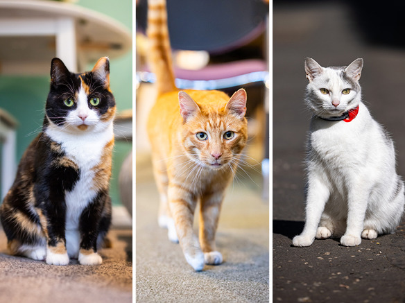 National Cat Awards 2025 | Events | Cats Protection