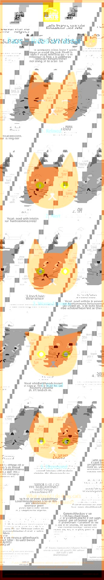 Cat Body Language - Cat Behaviour Help & Advice | Cats Protection