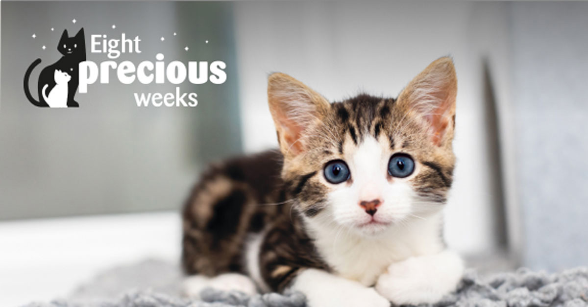 Help us protect a kitten's eight precious weeks | Cats Protection