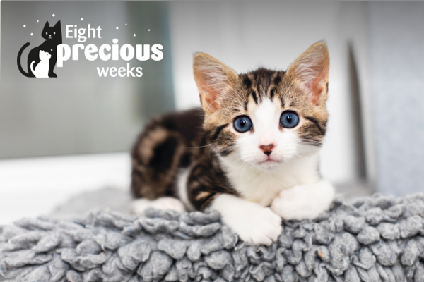 Support us | Help us to help cats | Cats Protection