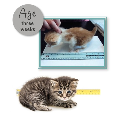 Kitten Ageing Chart | Advice on Kittens | Cats Protection