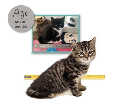 Kitten ageing chart | Advice on kittens | Cats Protection