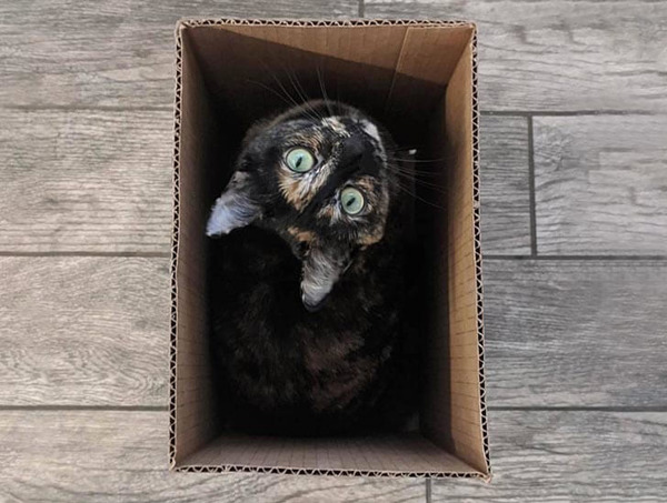 Cats Hiding - Cat Behaviour Help & Advice | Cats Protection