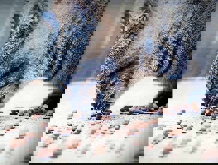 Types of Cat Food - Our Helpful Guide | Cats Protection