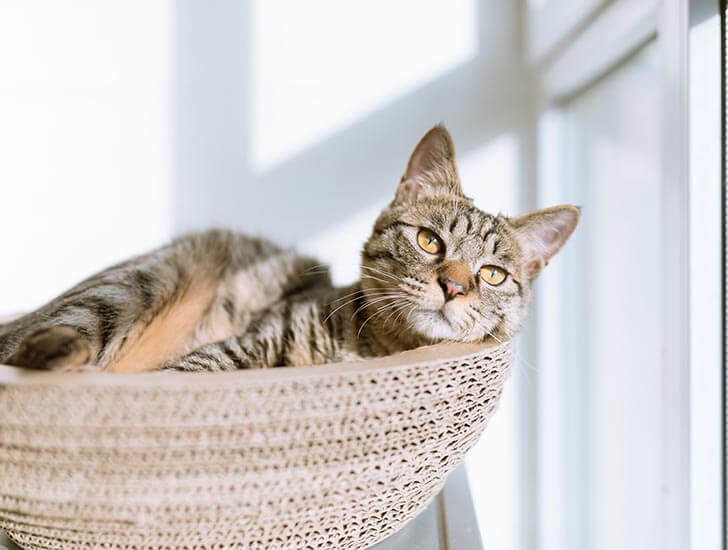Our Guide to Indoor Cats - What to Know | Cats Protection