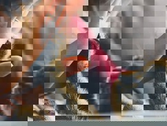 Your Responsibility to Your Cat - What You Need to Provide