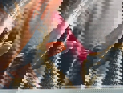 Your Responsibility to Your Cat - What You Need to Provide