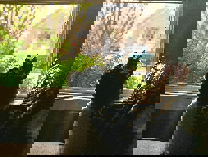 Losing a cat - Coping with Bereavement | Cats Protection