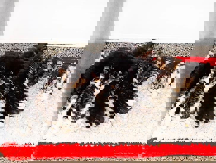 Cat reproduction | advice on cat pregnancy | Cats Protection