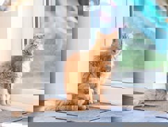 Help and Advice for Moving House With Your Cat | Cats Protection