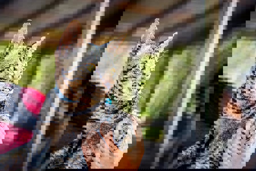 Keeping Cats Safe Outside | Help & Advice | Cats Protection