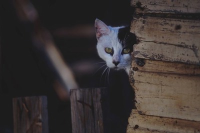 Protecting Cats from Cruelty and Neglect | Cats Protection