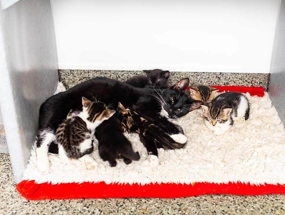 After Birth | Advice on Cat Birthing and Kittens | Cats Protection