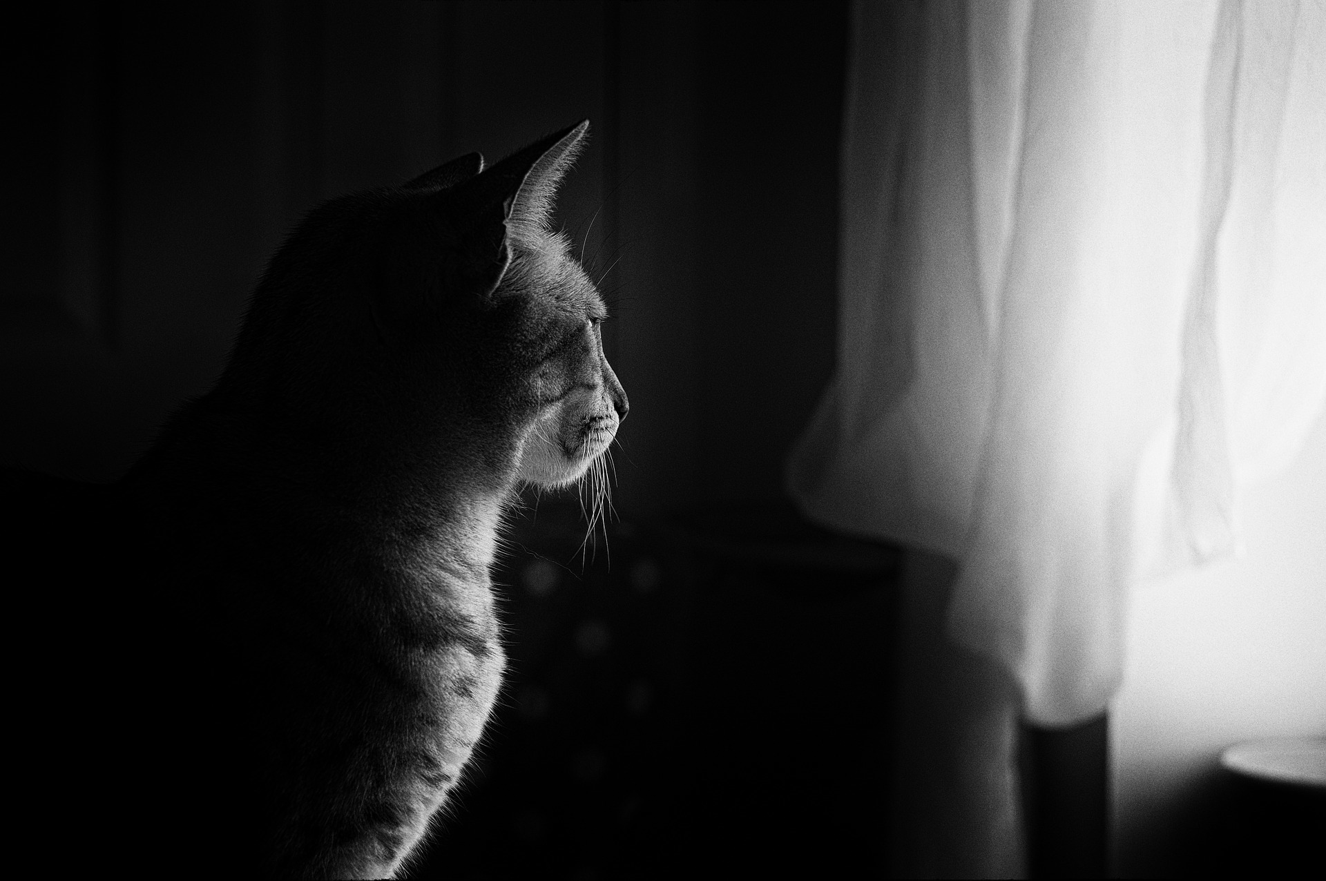 Losing a cat - Coping with Bereavement | Cats Protection