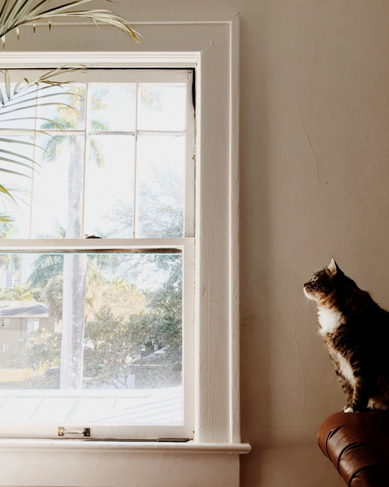 Keeping Your Cat Safe - Our Helpful Guide | Cats Protection