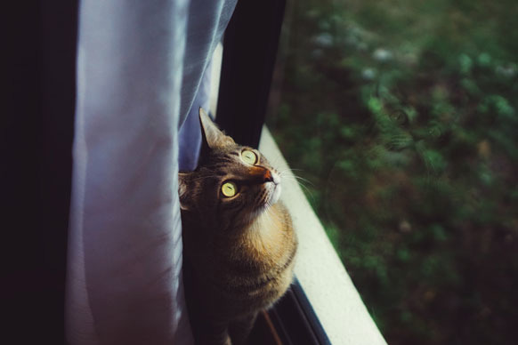 When to Let Go Of Your Cat - Help & Advice | Cats Protection