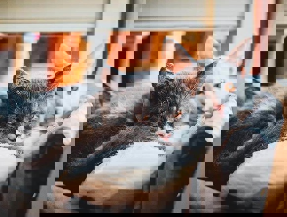 Getting another cat - Help & Advice I Cats Protection