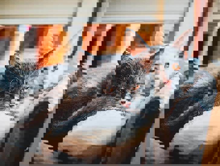 Getting A Second Cat Gender