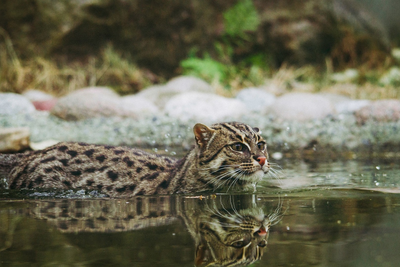 Cat Ancestry Where Do Cats Come From Cats Protection