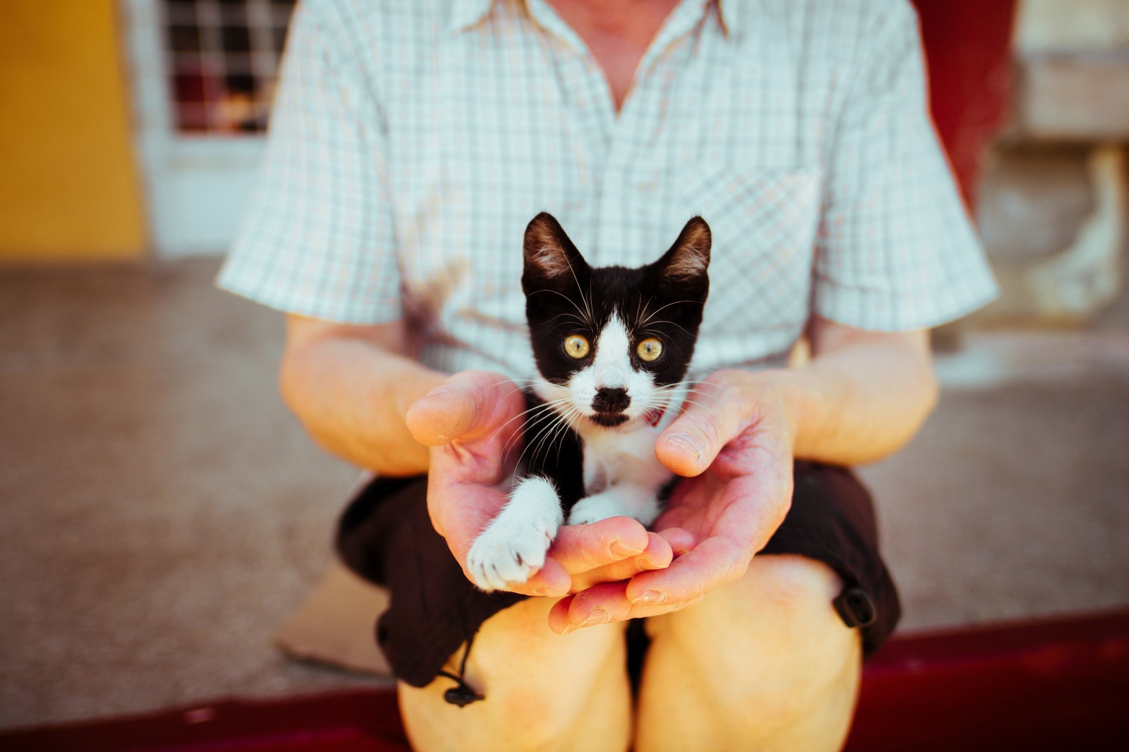 Cat Ancestry Where Do Cats Come From Cats Protection