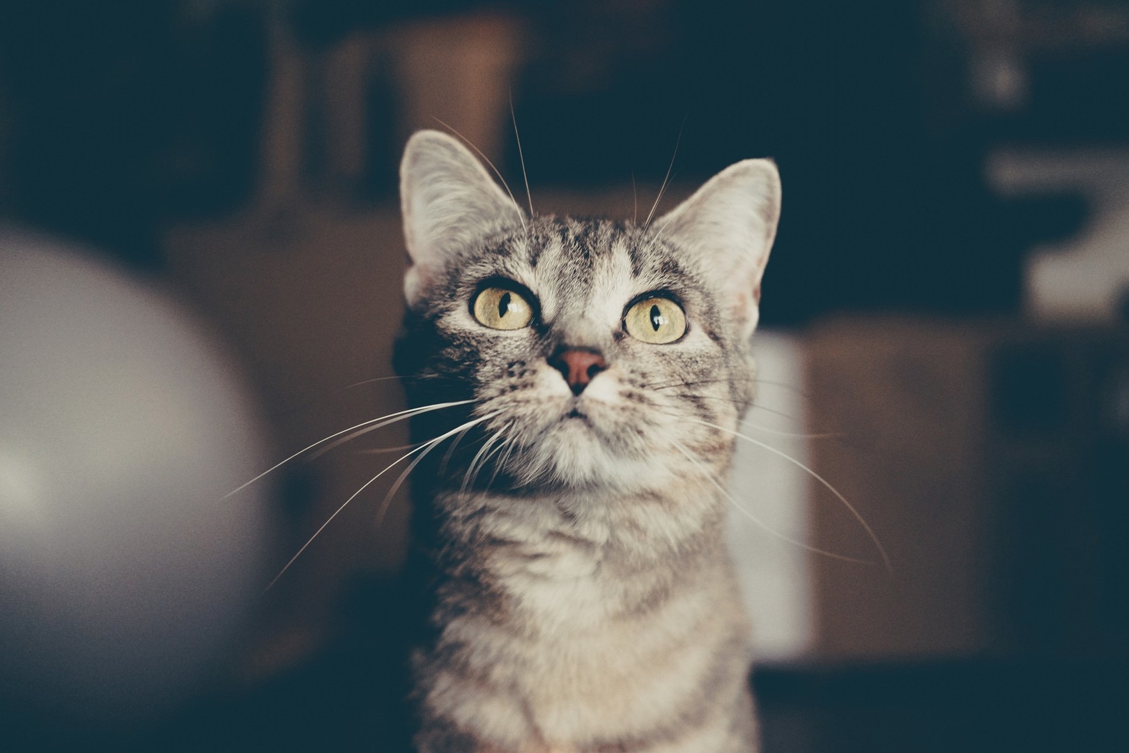 Managing Cat Behaviour - Our Quick Guide | Cats Protection