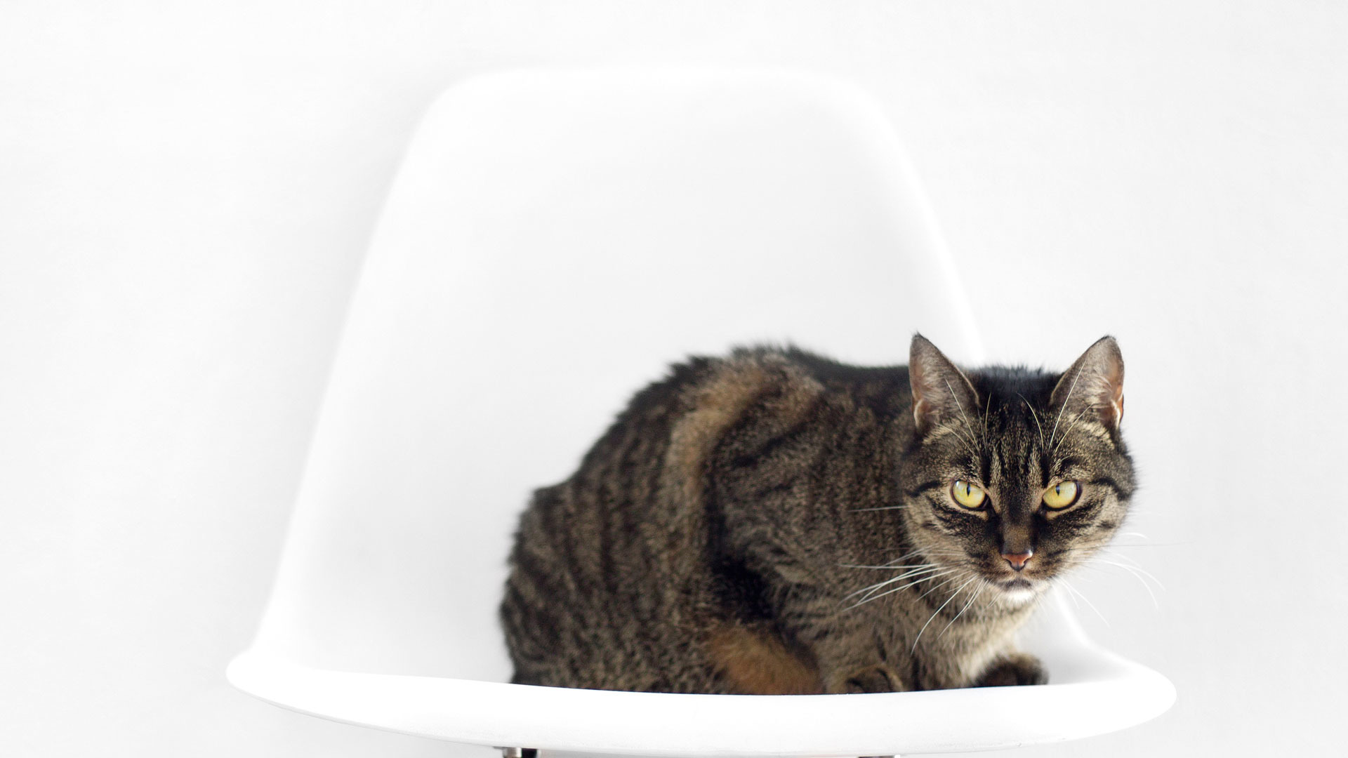 Managing Cat Behaviour - Our Quick Guide | Cats Protection