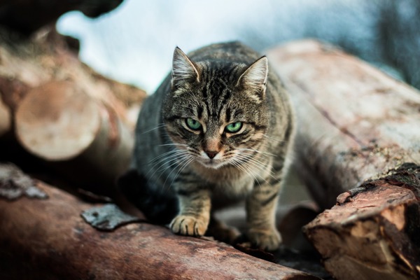 Managing Cat Behaviour | Our Quick Guide | Cats Protection