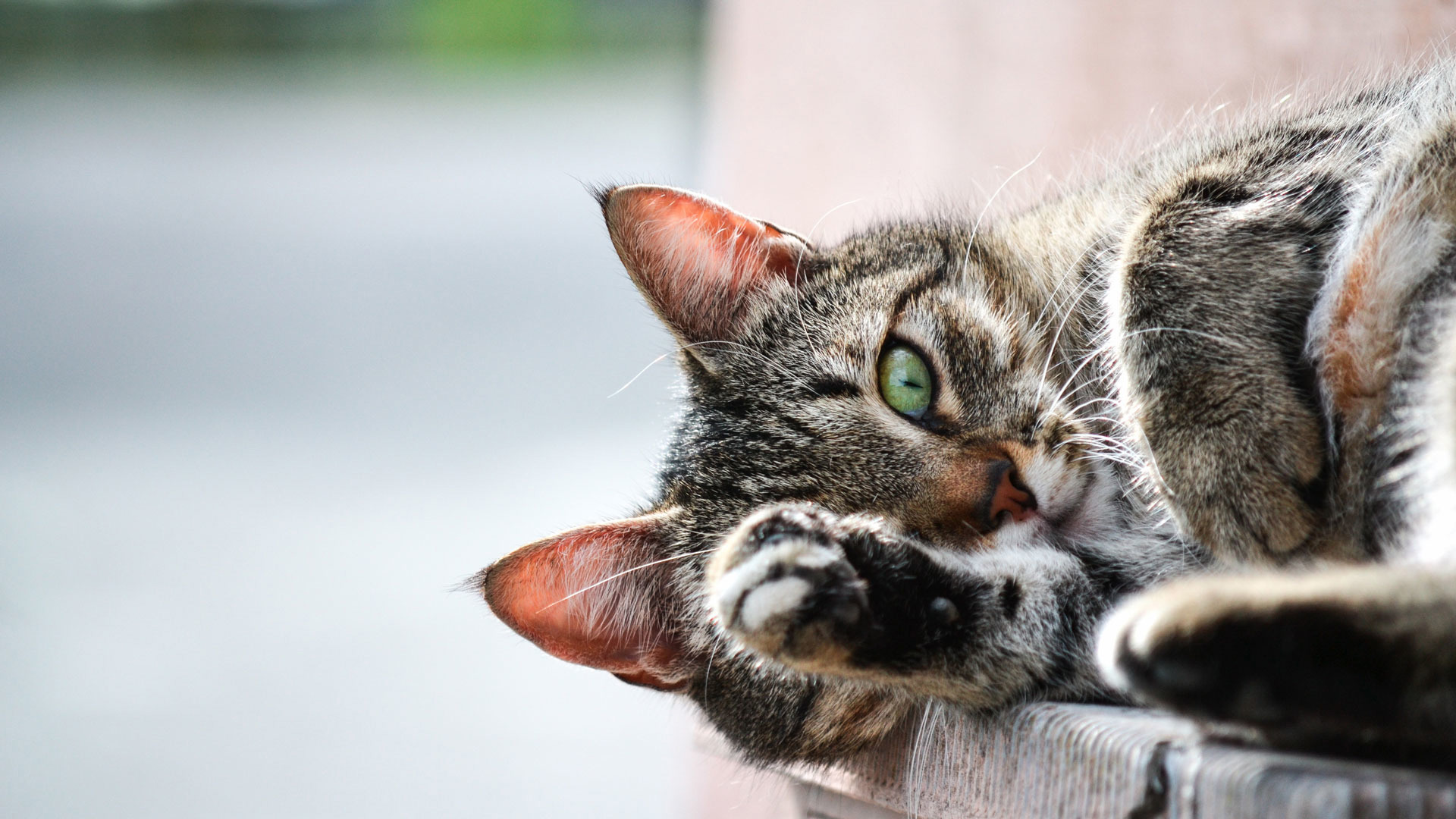 Cats and Play - Cat Behaviour Advice | Cats Protection