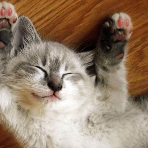 Cats Protection Basingstoke & District Branch