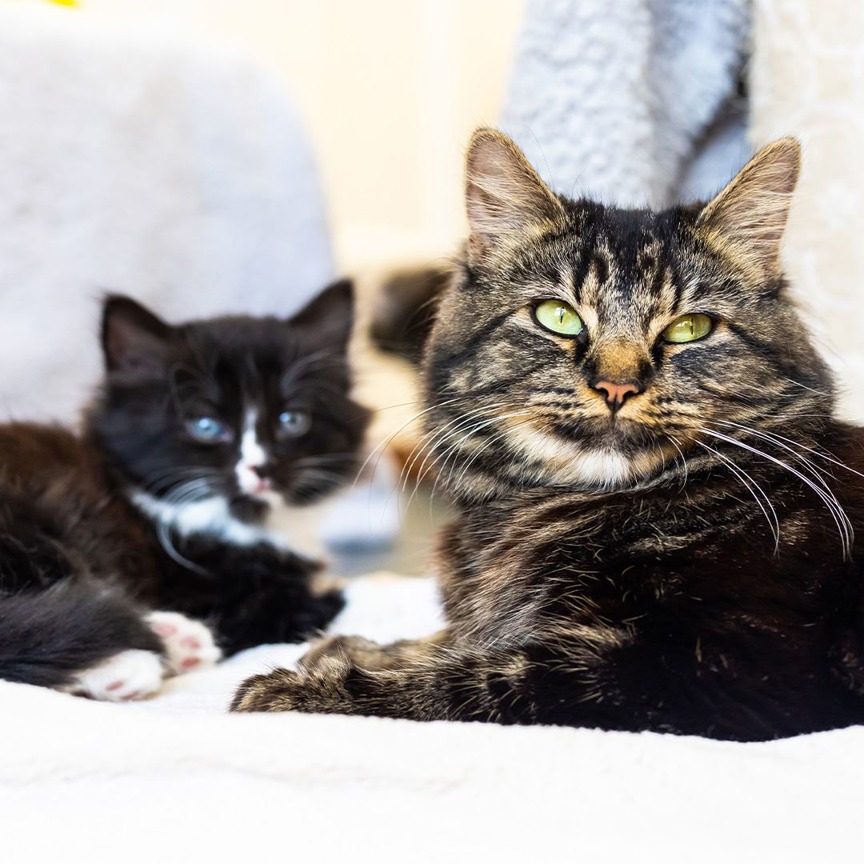 Cats Protection Eltham, Sidcup & District