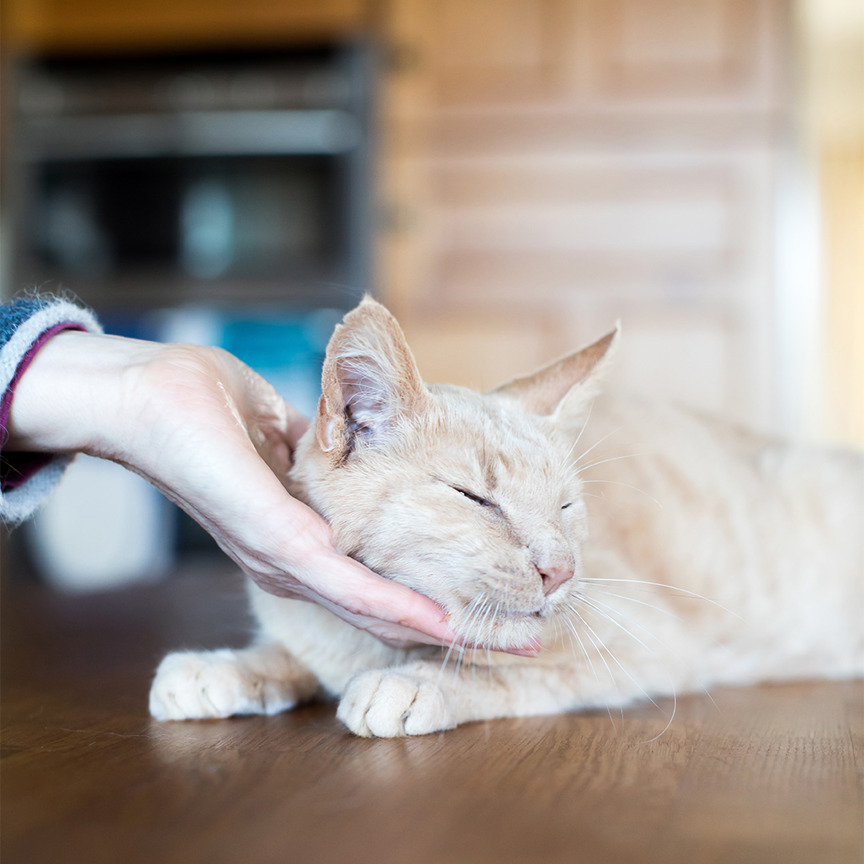 Cats Protection Herefordshire Cat Centre