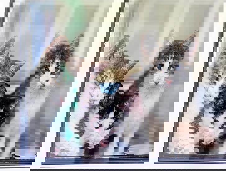 Kitten Cam! Stave off stress with adorable live kitten streams