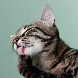 Cats Protection Frome & District Branch