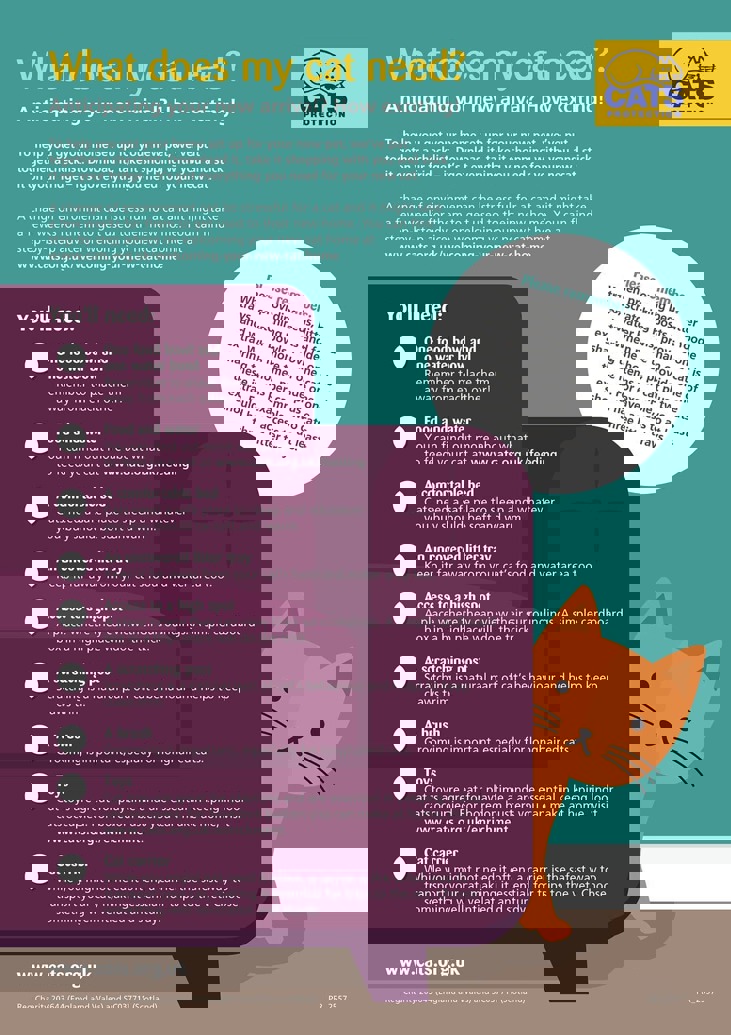 Adopting a Cat - What You Need to Know | Cats Protection