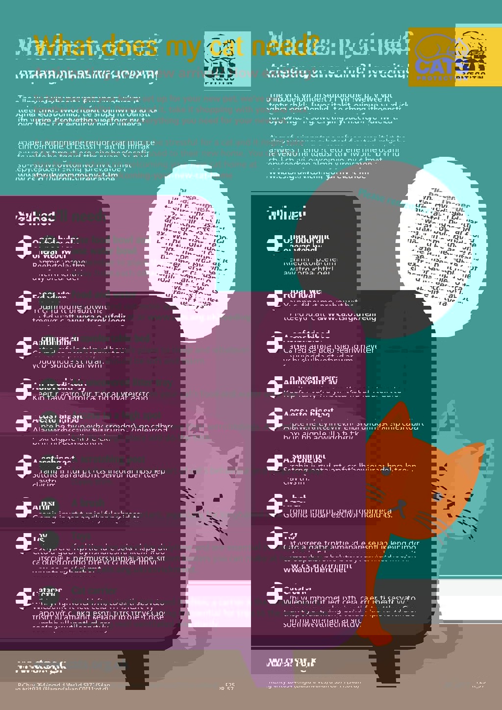 Adopting a Cat - What You Need to Know | Cats Protection