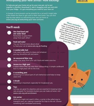 Adopting a Cat - What You Need to Know | Cats Protection