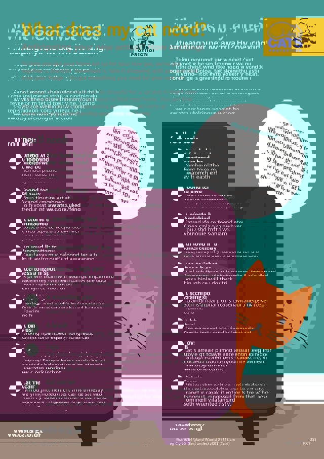 Adopting a Cat - What You Need to Know | Cats Protection