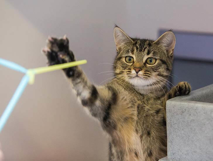 Taking care of your cat during the cost-of-living crisis | CP