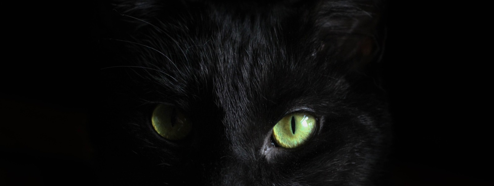 Cats Protection Central Dumfries Branch