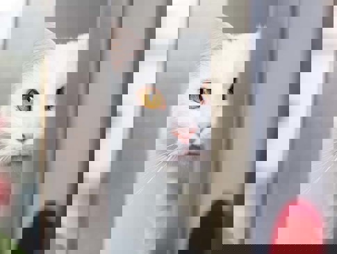 Eye problems in cats: common eye issues | Cats Protection