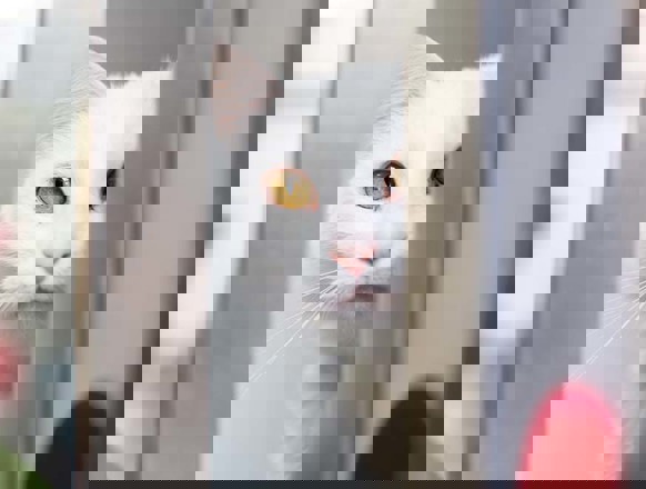 Eye problems in cats: common eye issues | Cats Protection