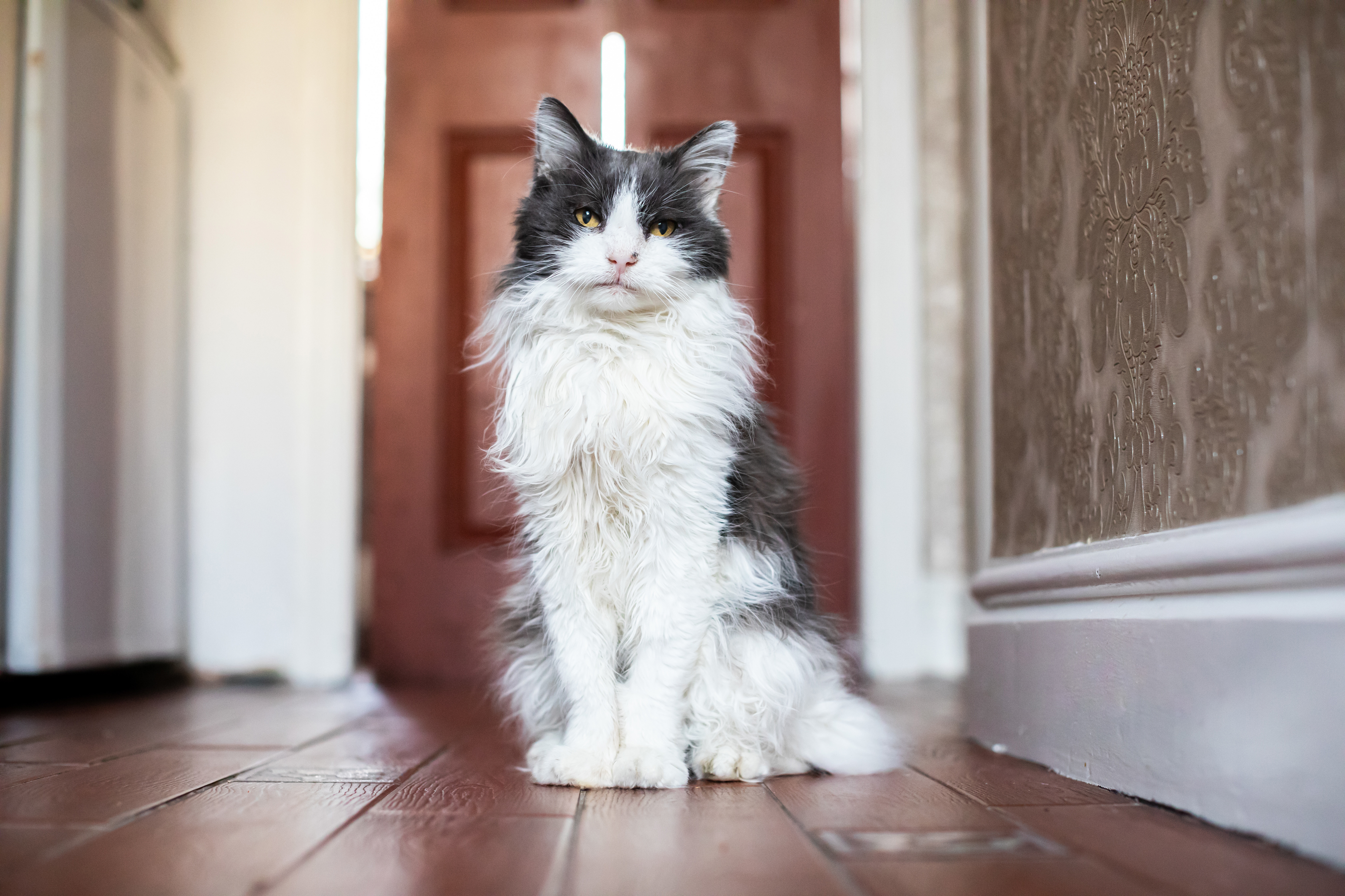 Lumps and bumps on cats | Help and Advice | Cats Protection