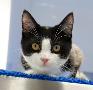 Cats Protection Launceston & District Branch